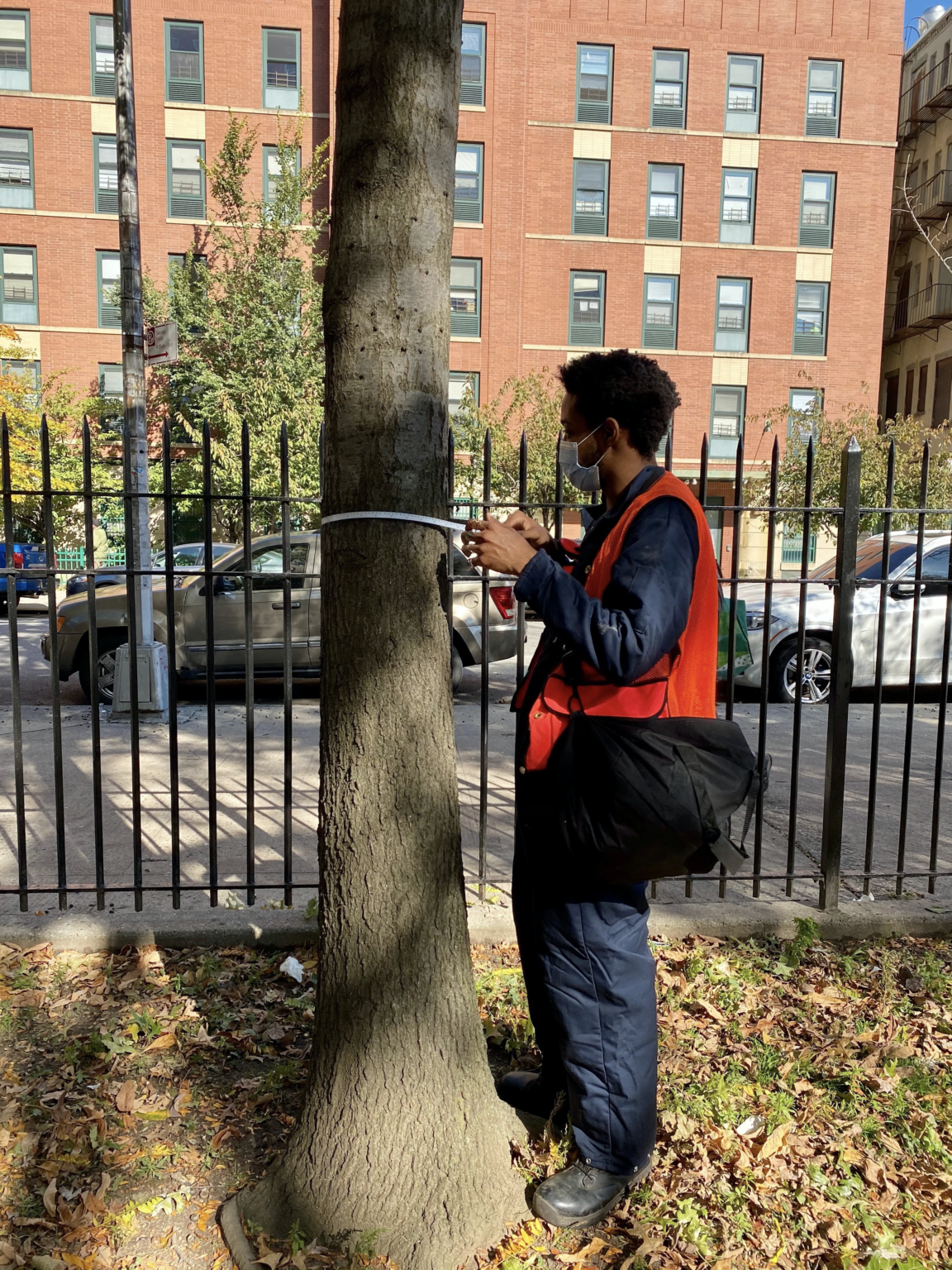NYCHA, Green City Force Inventory Thousands of Trees Across 18 Campuses ...